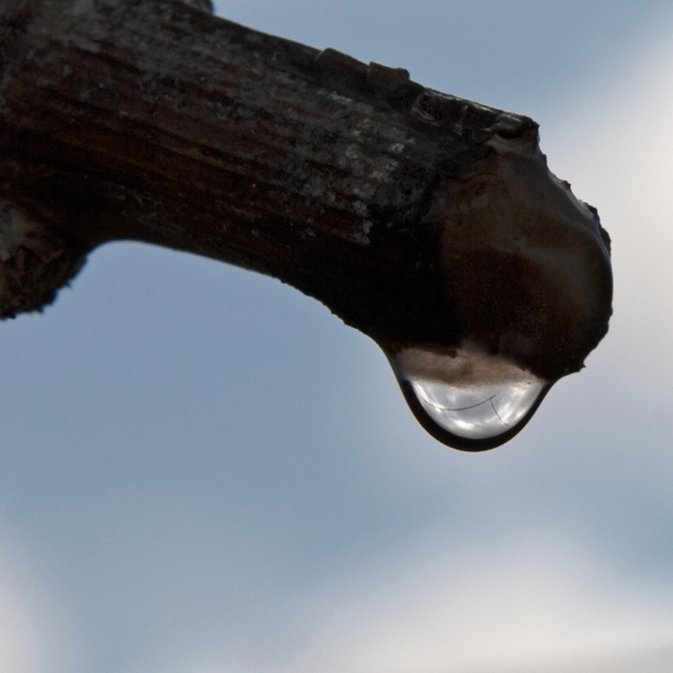 In Spring, the Grapevine Awakens, with the Sign of the “Tears of ...