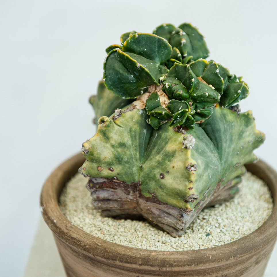 I Have Done Nothing. I Am Just Conveying the Power of the Plants as it ...