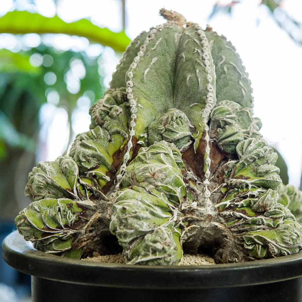 I Have Done Nothing. I Am Just Conveying the Power of the Plants as it ...